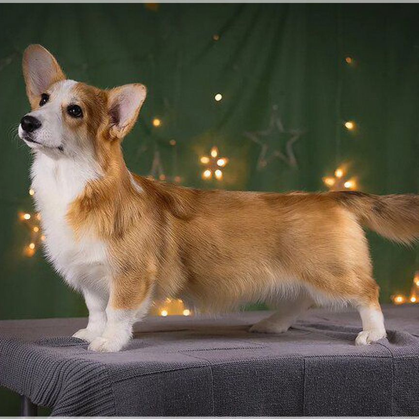 Вельш Корги Пемброк, щенок