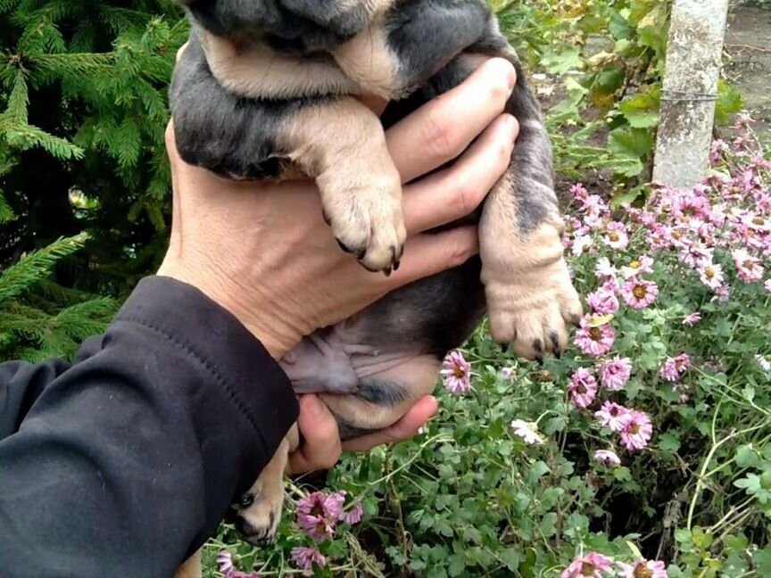Французский бульдог Мальчик-Красавчик