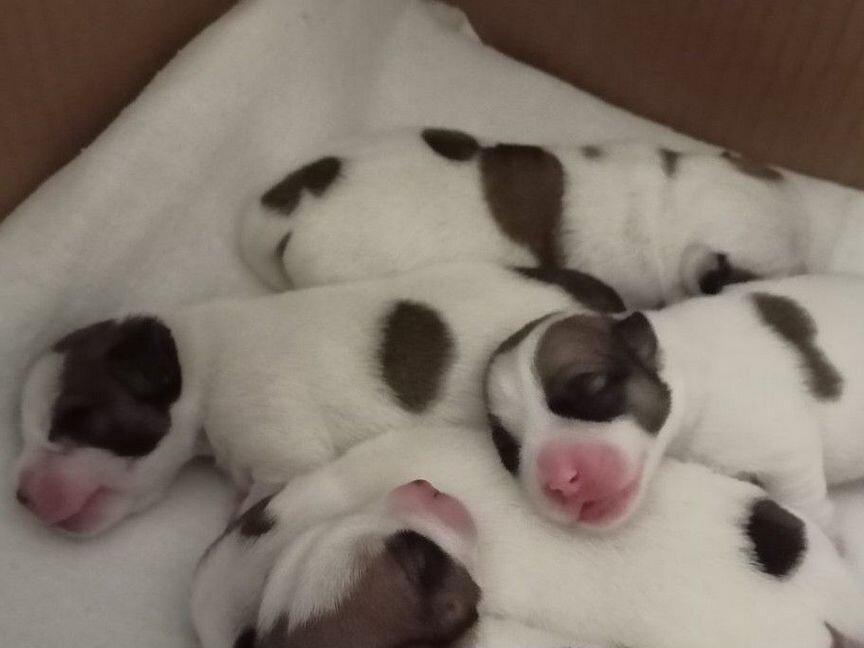 Щенки джек рассел терьер с документами РКФ