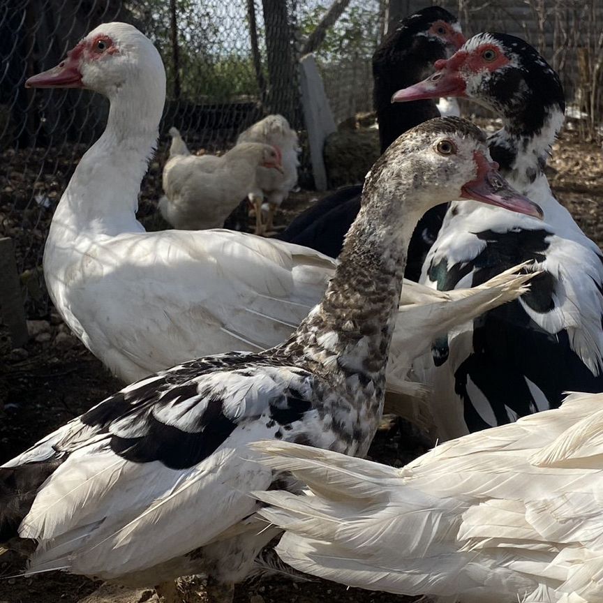 Мускусные утки (индоутки )