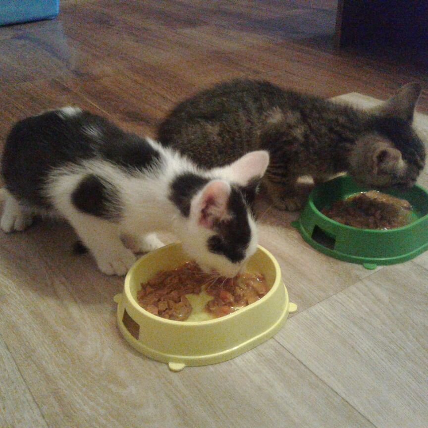 Домашние котята в добрые руки (2 мальчика)