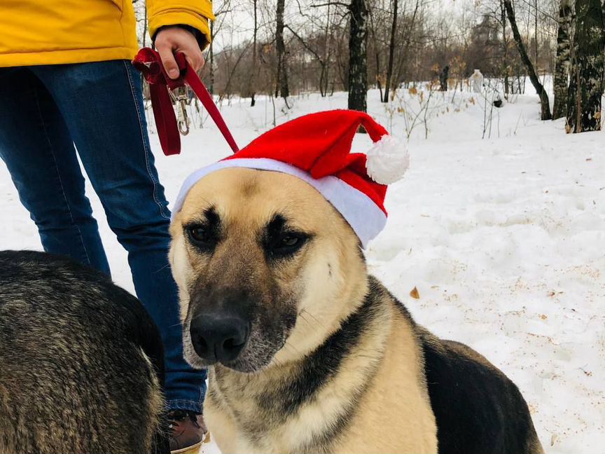Чудесный пёс ищет дом