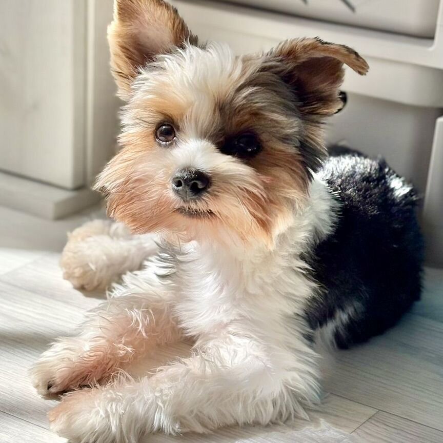 Бивер-йоркширский терьер, щенок