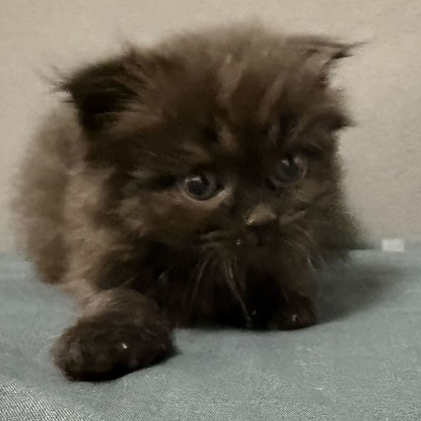 Шотландский вислоухий длинношёрстный котёнок