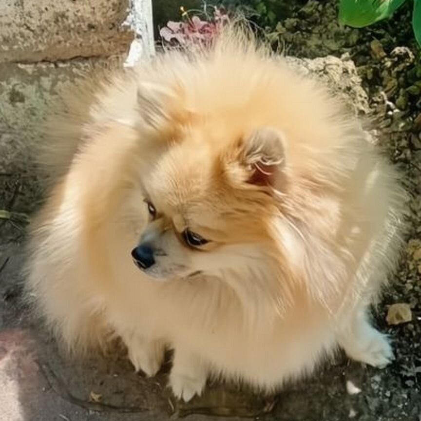 Померанский шпиц, вязка