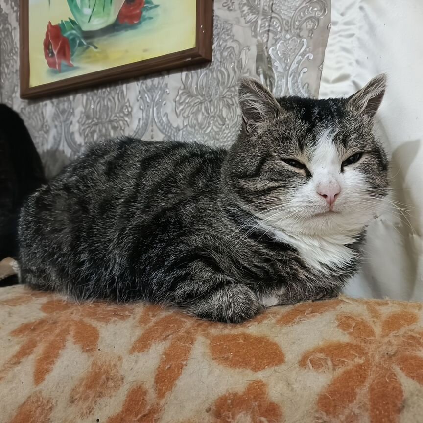 Взрослый кот в добрые руки