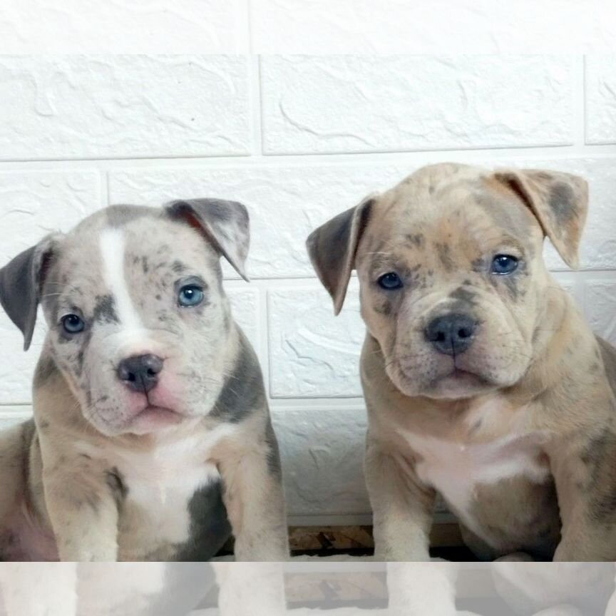 Американский булли, щенок