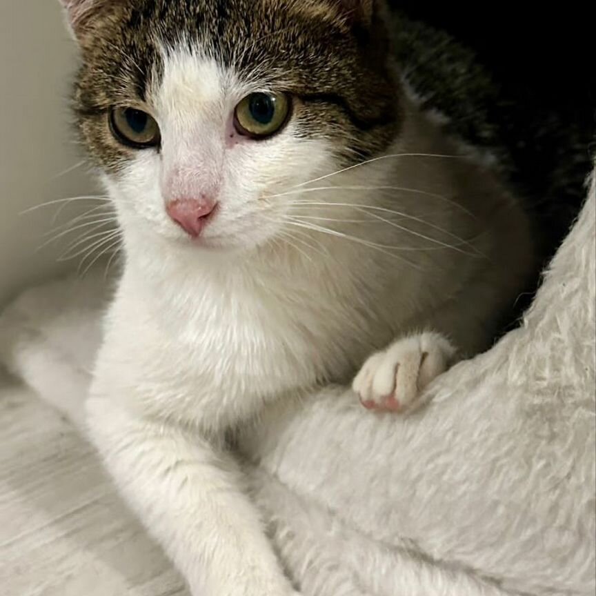 Котенкок Бусинка, 5 мес