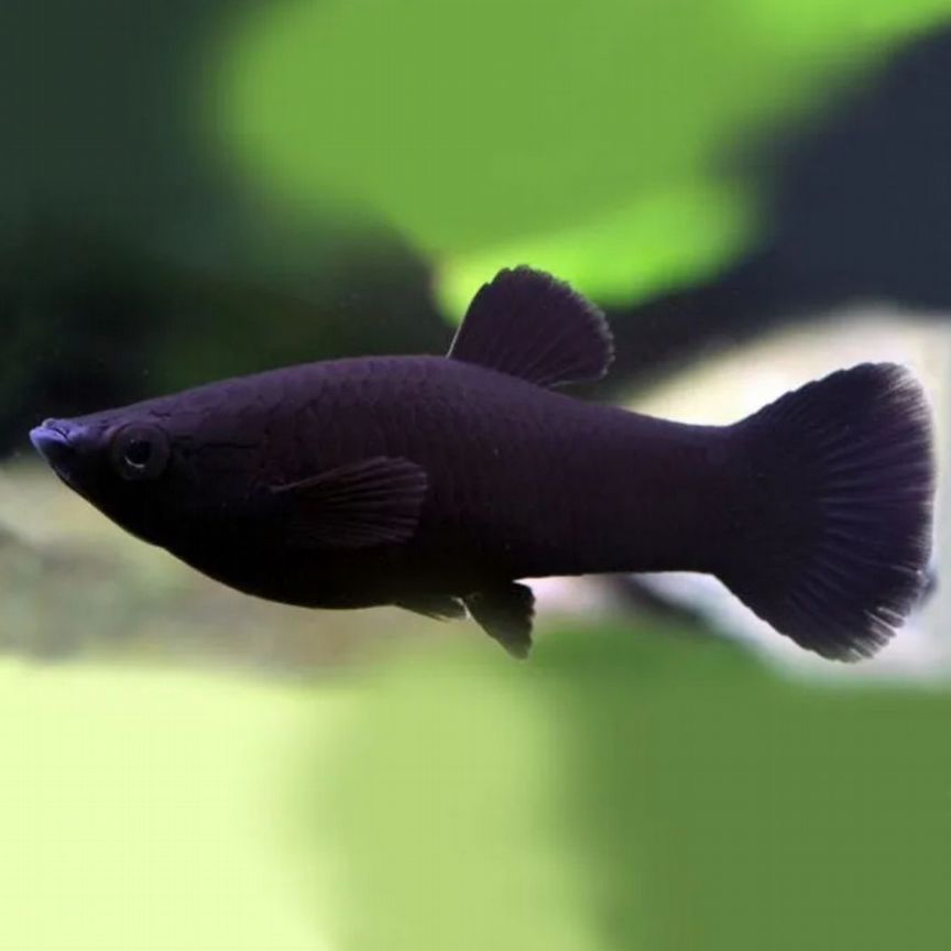 Отдам моллинезию