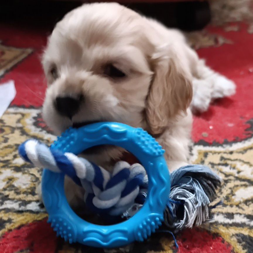 Американский кокер-спаниель, щенок