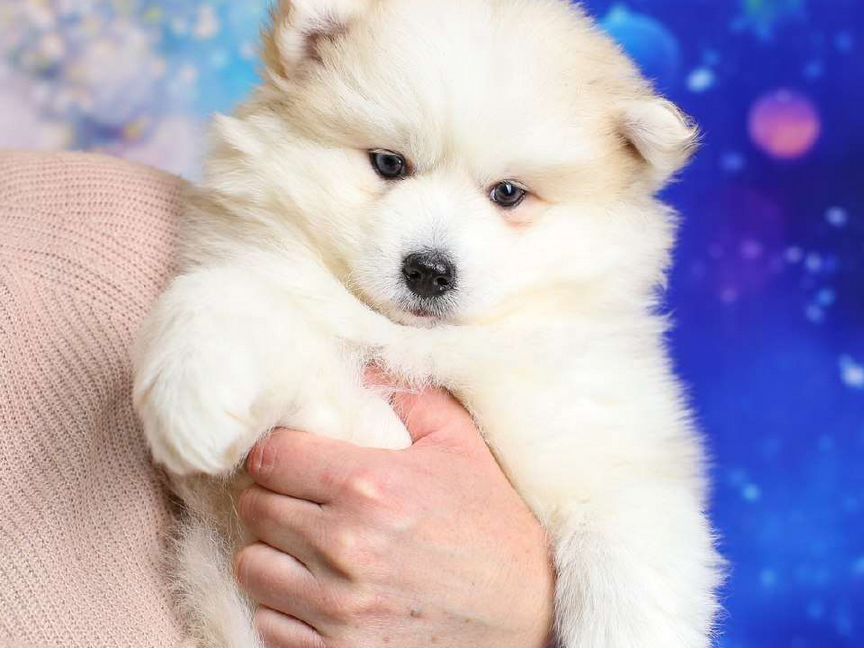 Помски бюджетно