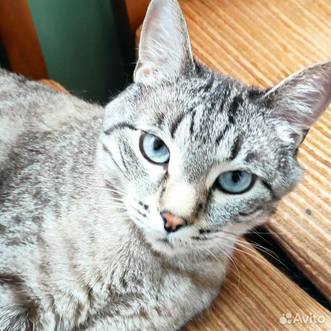 Отдам в добрые руки кота тайской породы