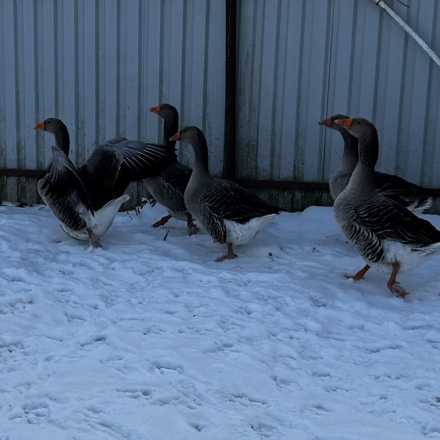 Гуси на племя