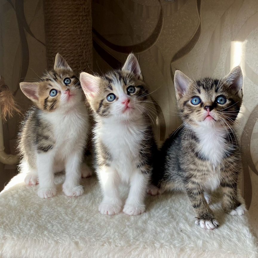 Котята ищут дом