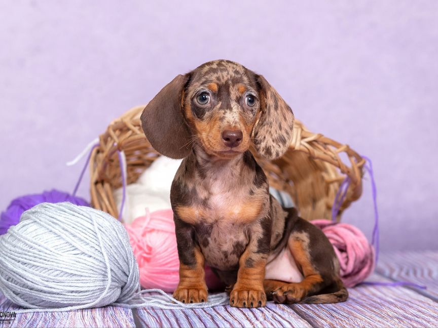 Кроличья мраморная такса РКФ