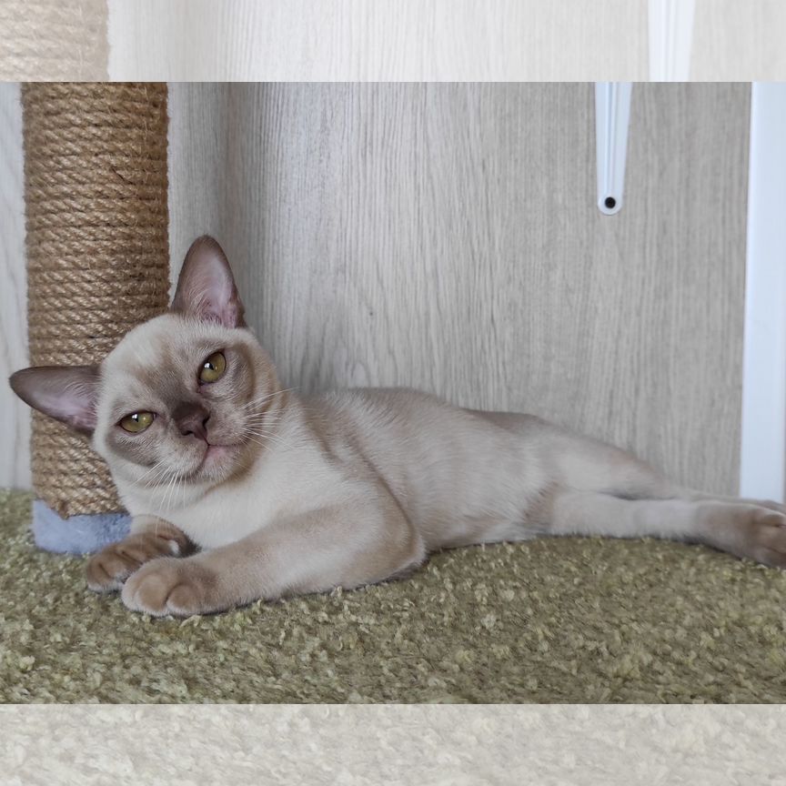 Офигенный котенок Европейской бурмы