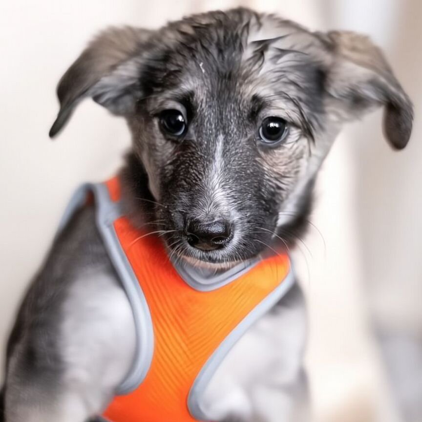 Щенок в добрые руки