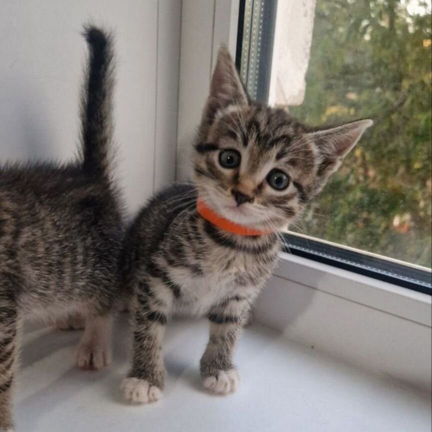 Котёнок девочка в добрые руки