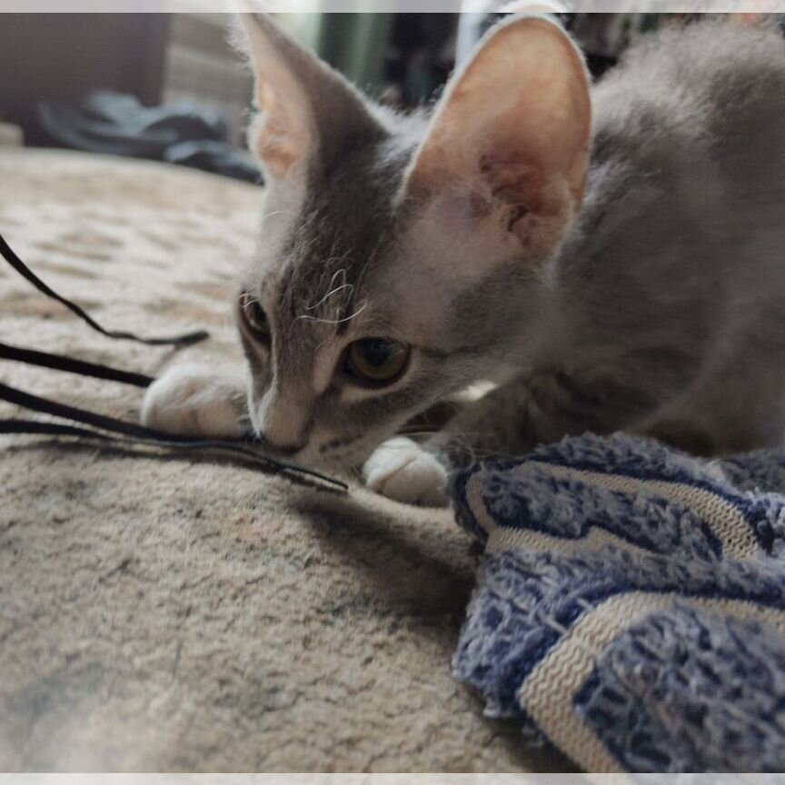 Котёнок от частного владельца