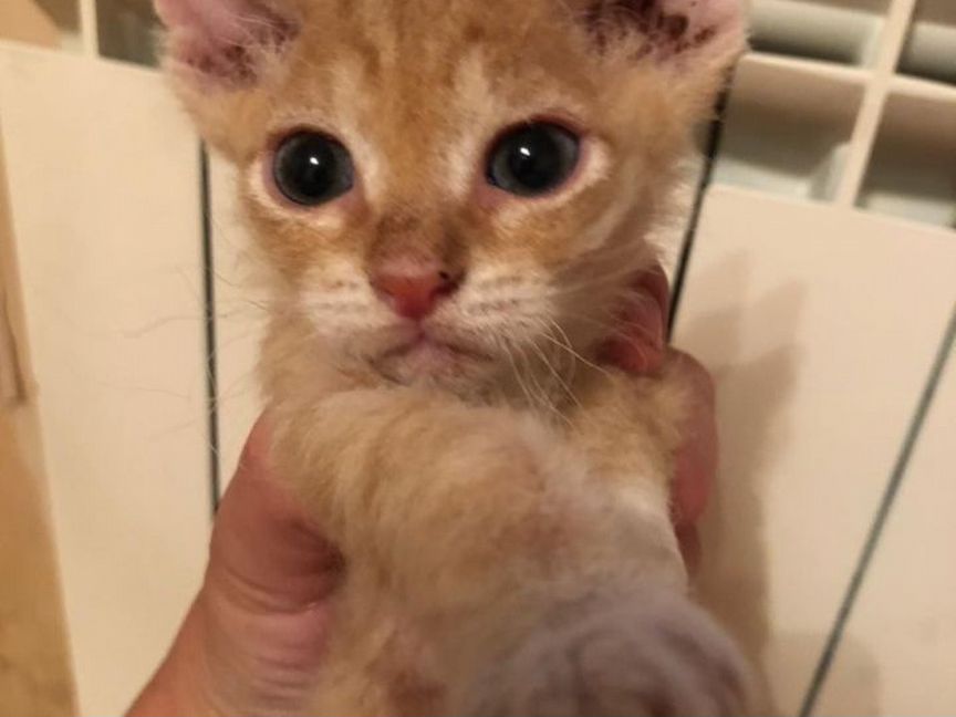 Котенок полусфинкс