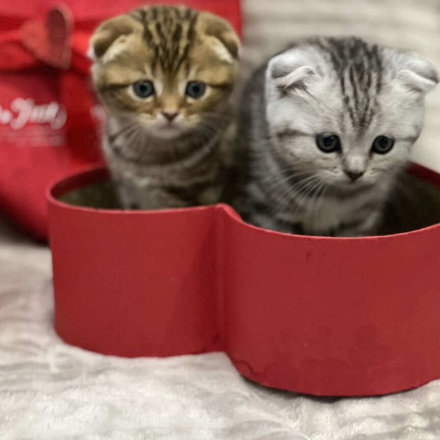 Шотландские котята