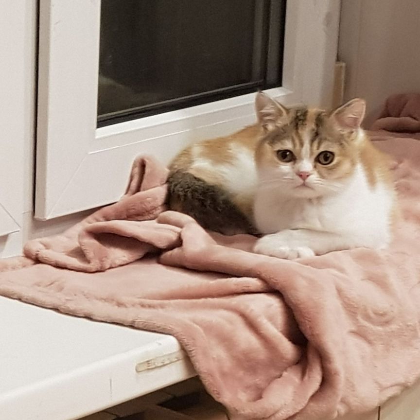 Шотландская кошечка