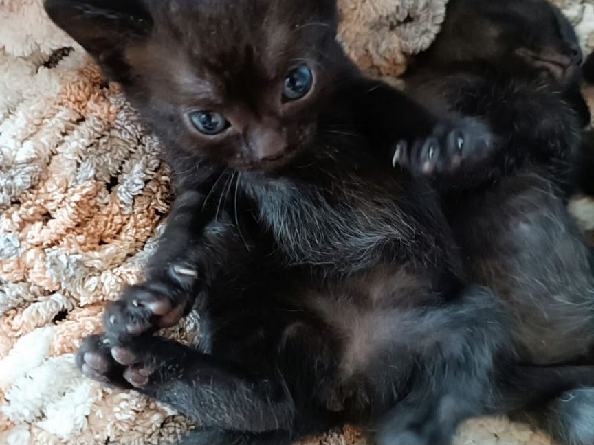 Котята черные