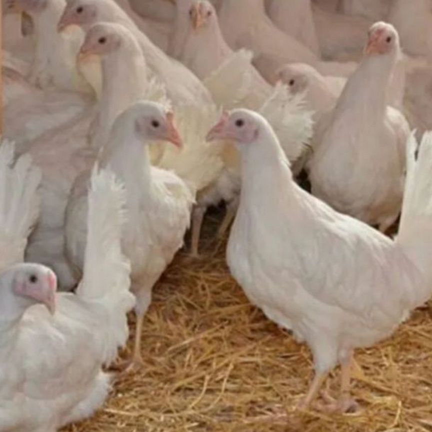 Куры молодки несушки Декалб (белые)