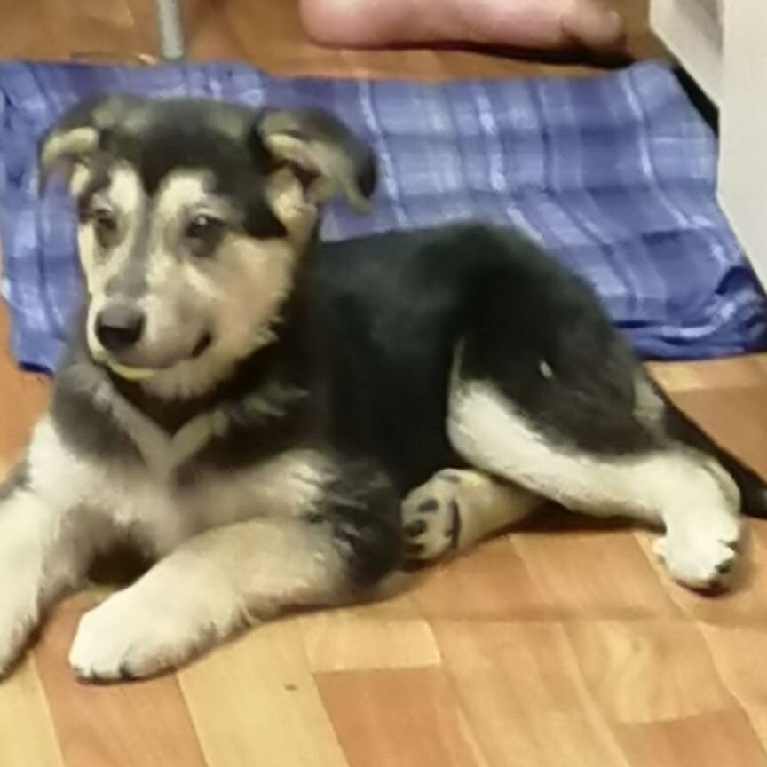 Собака