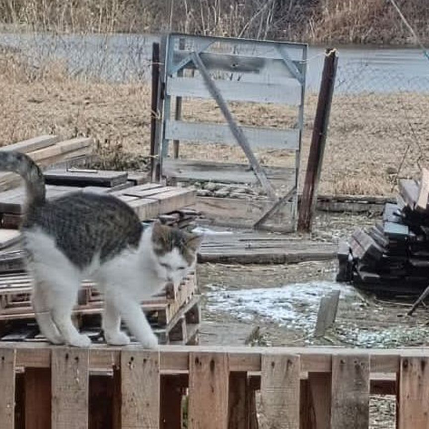 Ориентальный котёнок