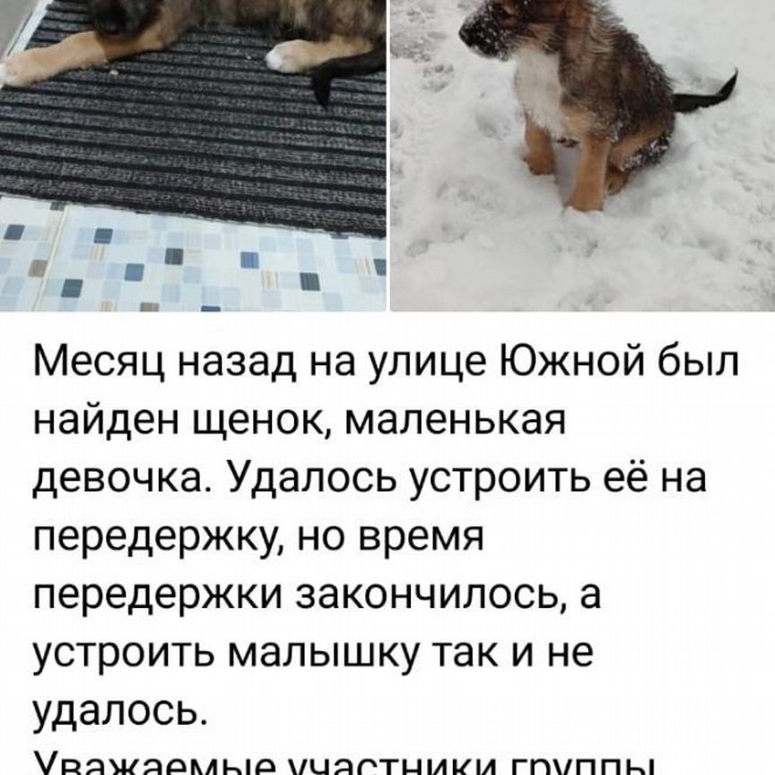 Пристроить собаку