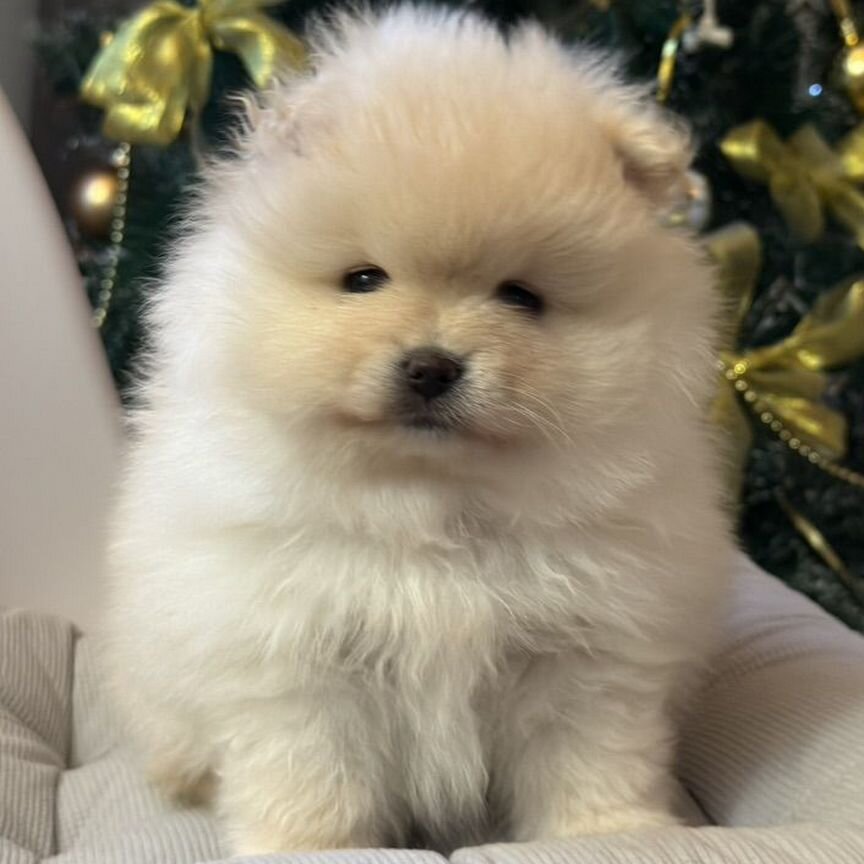 Померанский шпиц, щенок