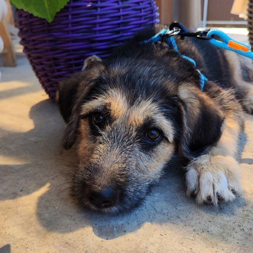 Щенок в добрые руки