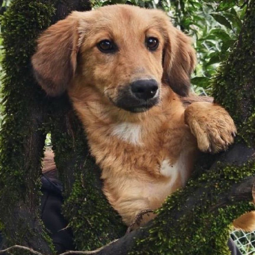 Щенок в добрые руки