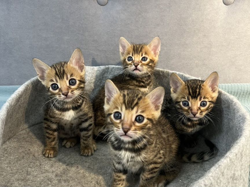 Бенгальские чистокровные котята