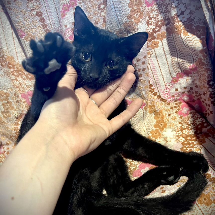 Отдаю котенка в заботливые ручки