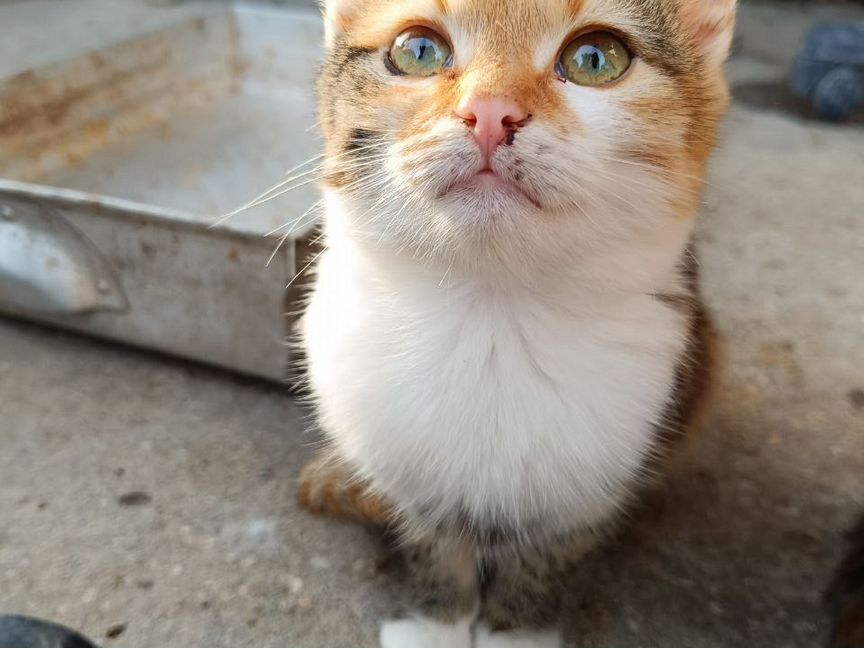 Котенок - девочка разноцветная