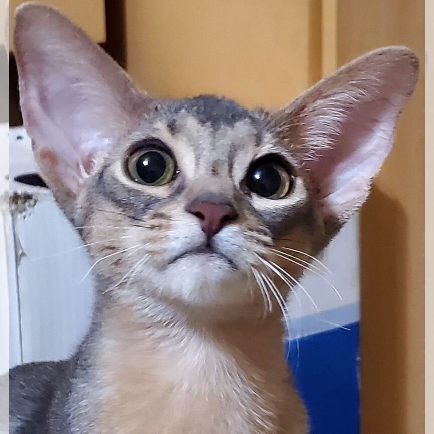 Абиссинский красавчик