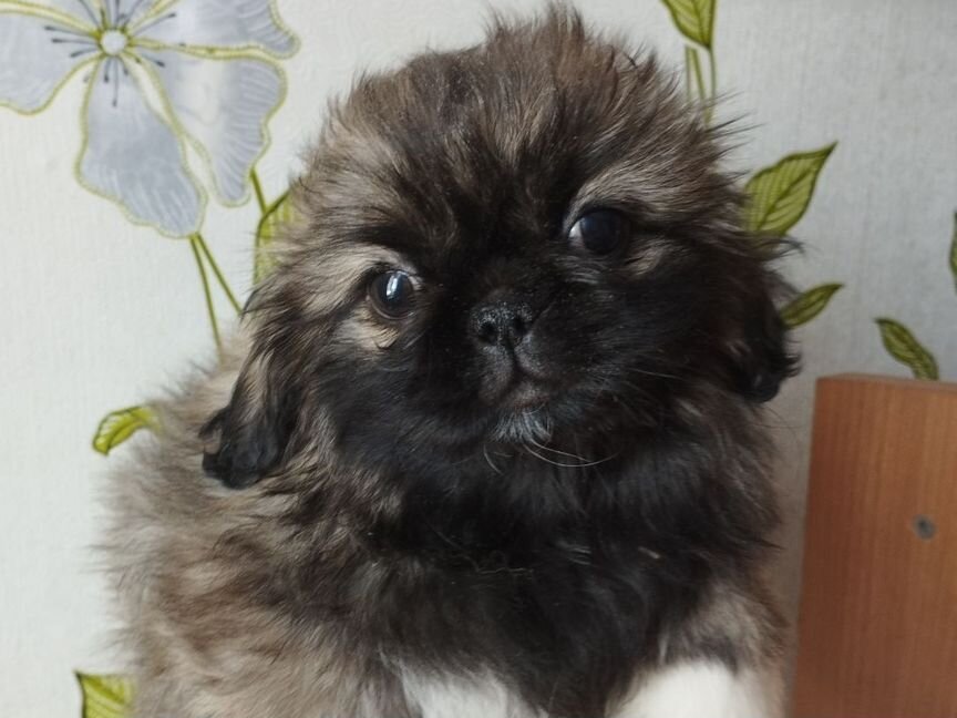 Пекинес девочка
