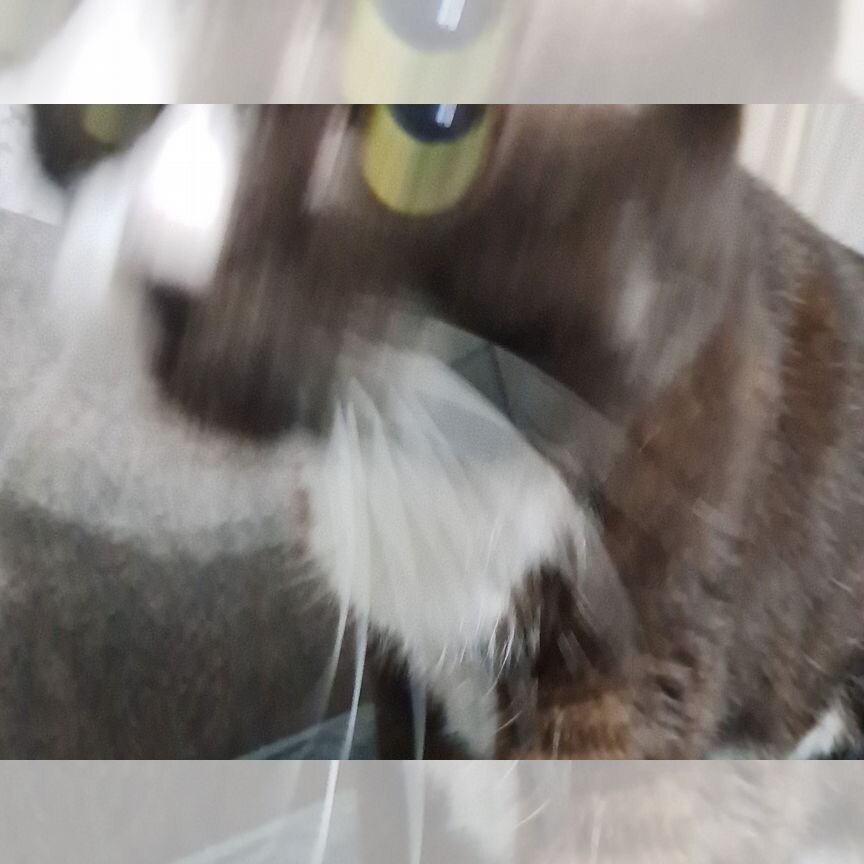 Взрослый кот в добрые руки