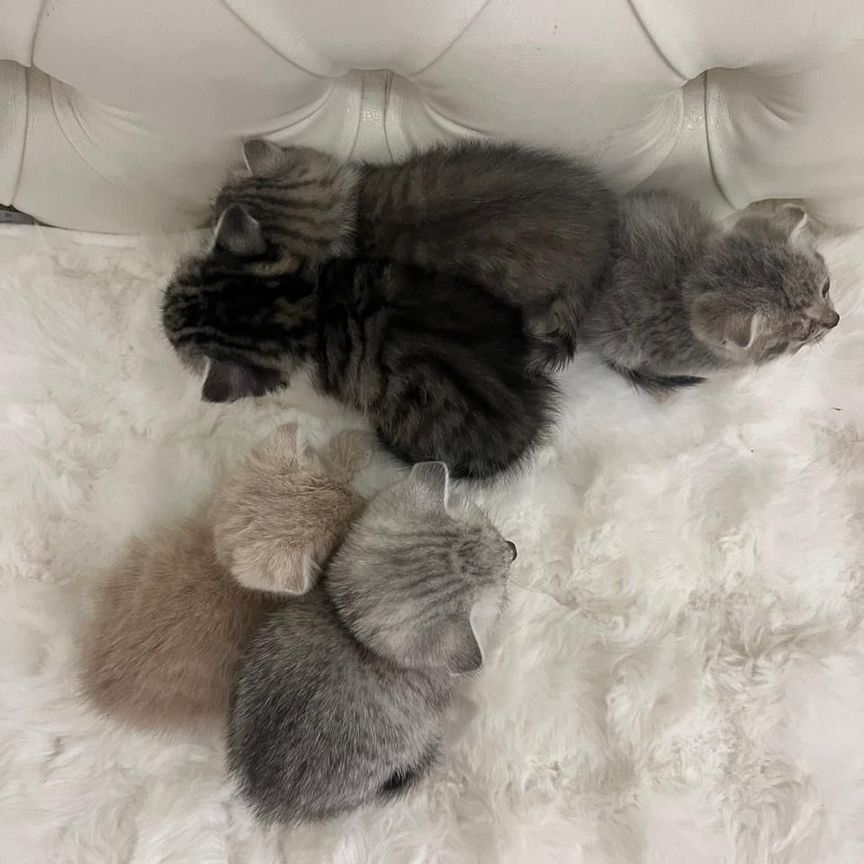 Шотландские котята