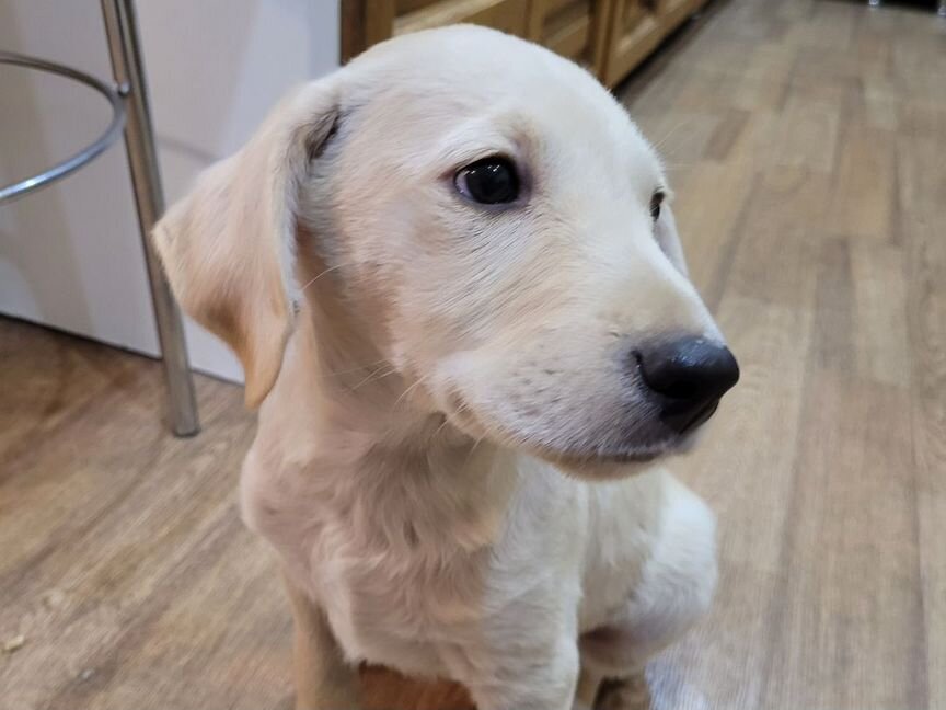 Щенки лабрадора метис