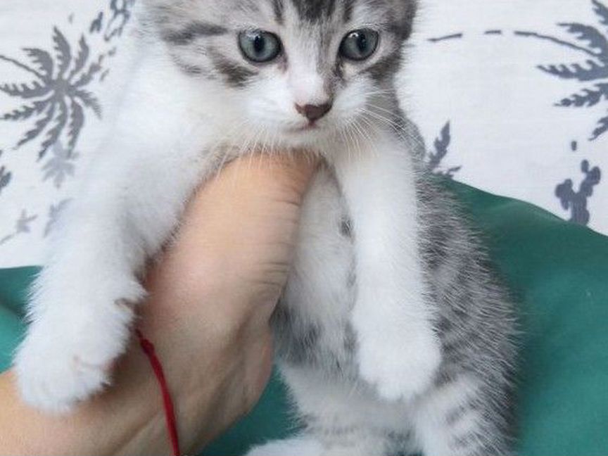 Котик
