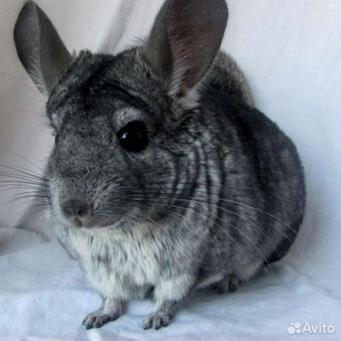 Шиншилла серенькая, мальчик