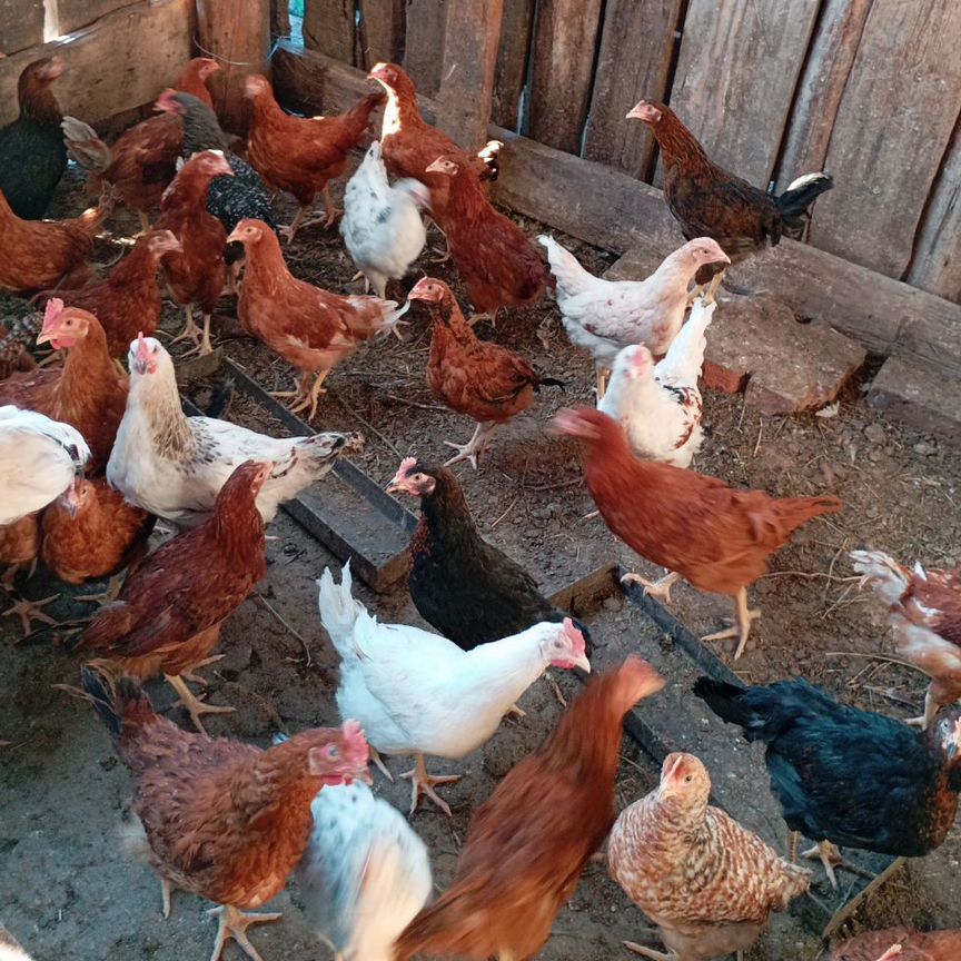 Куры несушки продам