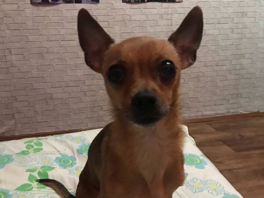 Отдам мини тортерьера в добрые руки