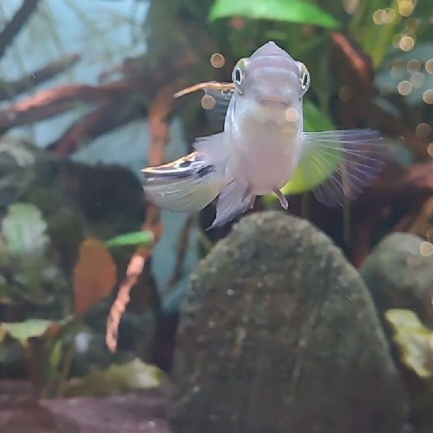 Пельвикахромис пульхера (самцы)