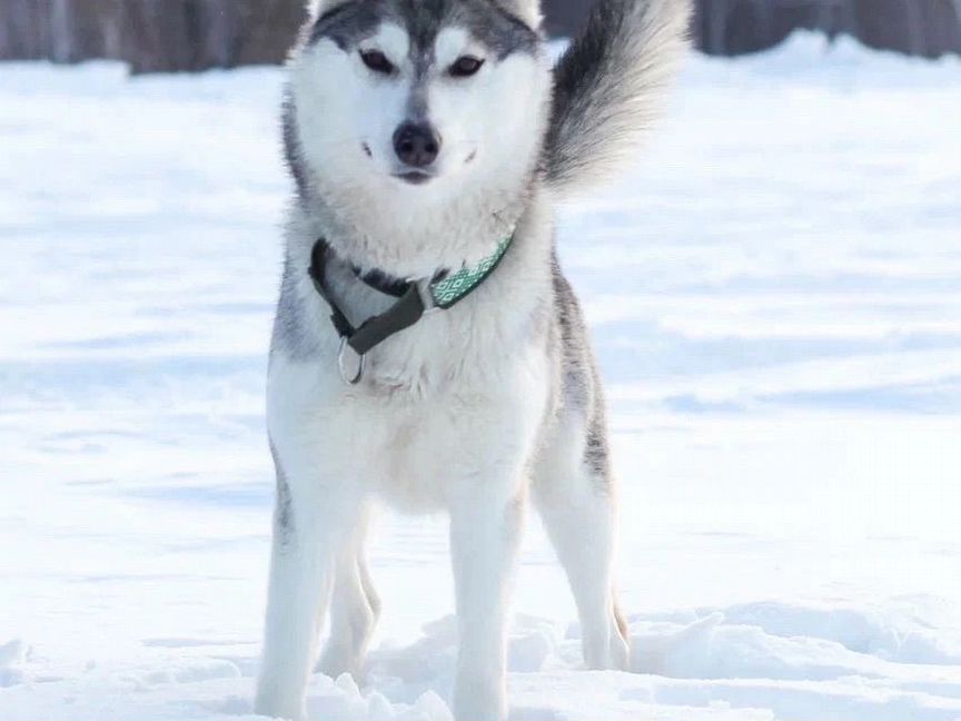 Юная и обнимательная хасочка Виви