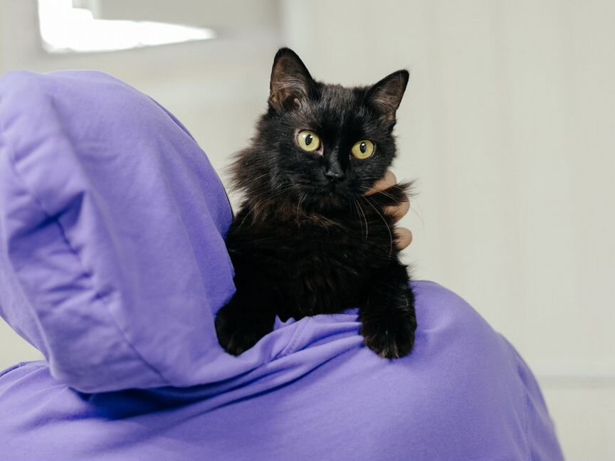 Кошки Черника и Черёмуха ищут дом