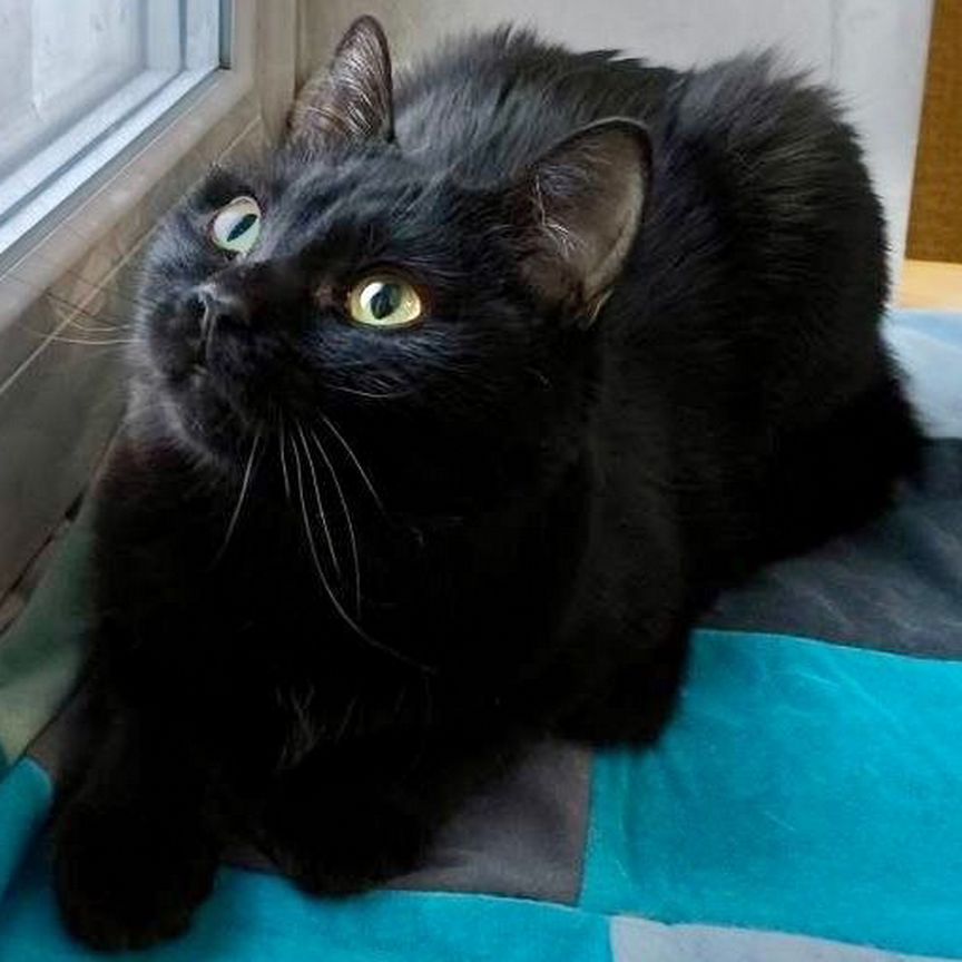 Взрослая, Девочка кошка в добрые руки